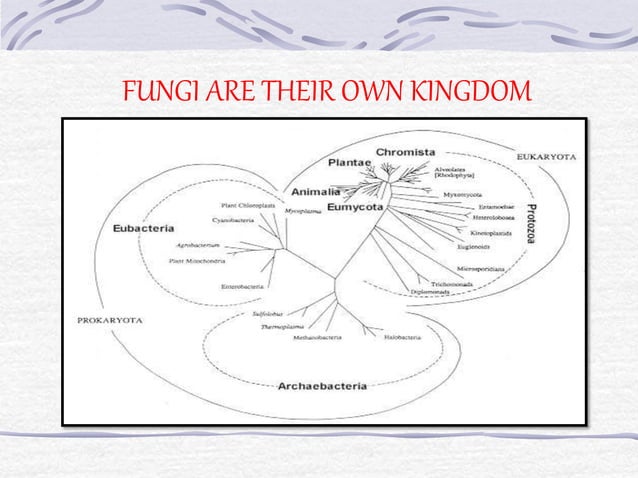 General Characteristics & Classification of Fungi | PPT | Gardening ...