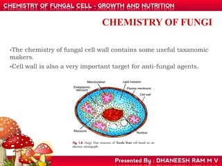 Fungal Cell Model