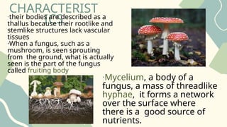A powerpoint presentation about fungiiii | PPT