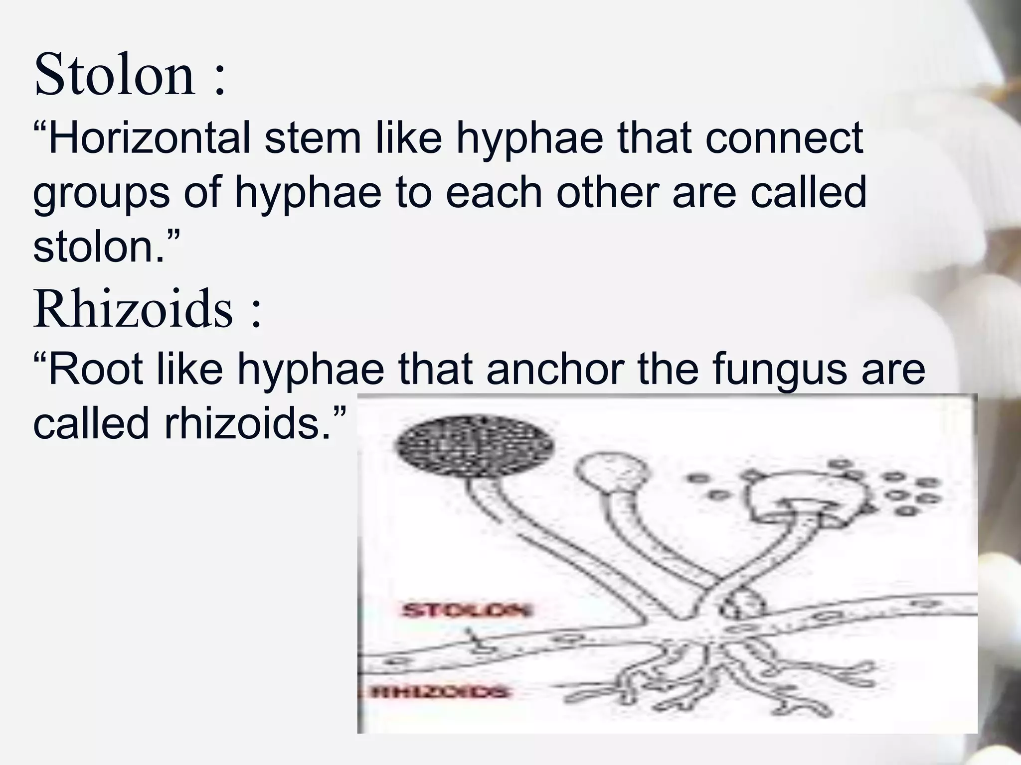 Fungi presentation | PPTX