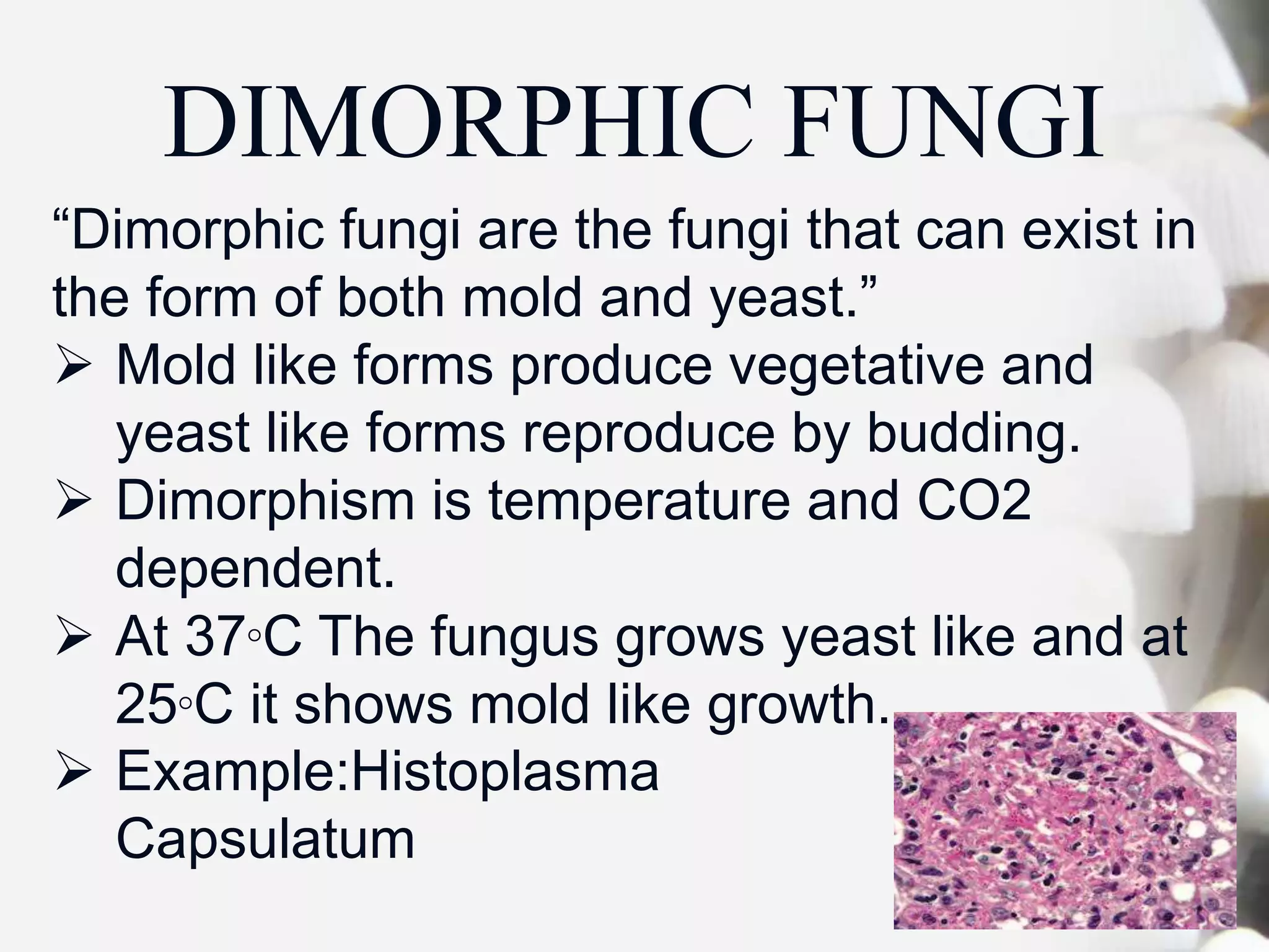 Fungi presentation | PPTX