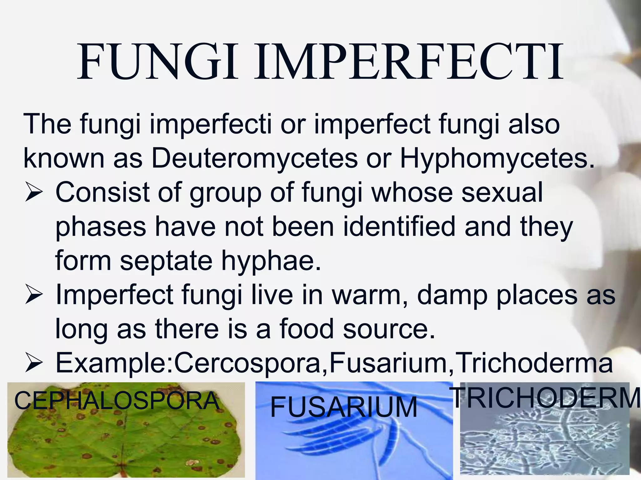 Fungi presentation | PPTX