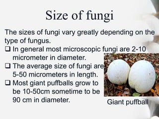 Fungi presentation | PPTX