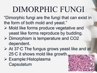 Fungi presentation | PPTX