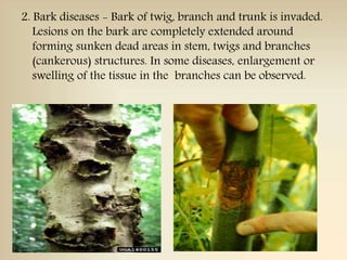 Fungi (forest) | PPTX
