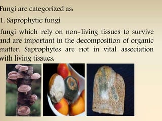 Fungi (forest) | PPTX