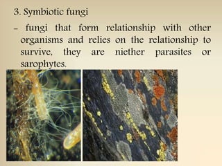 Fungi (forest) | PPTX | Gardening | Home & Garden