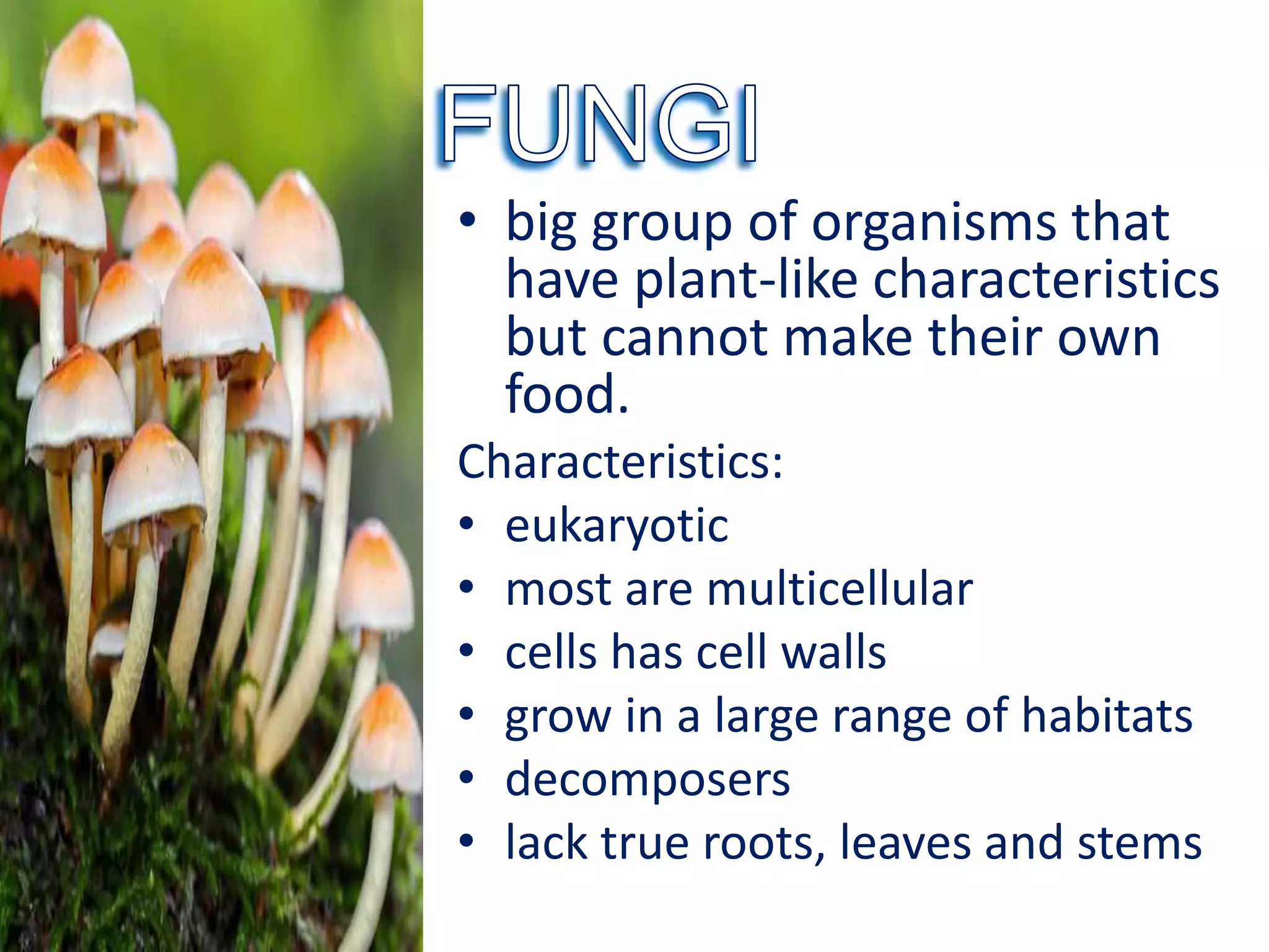 fungi, protists, bacteria-1.pptx
