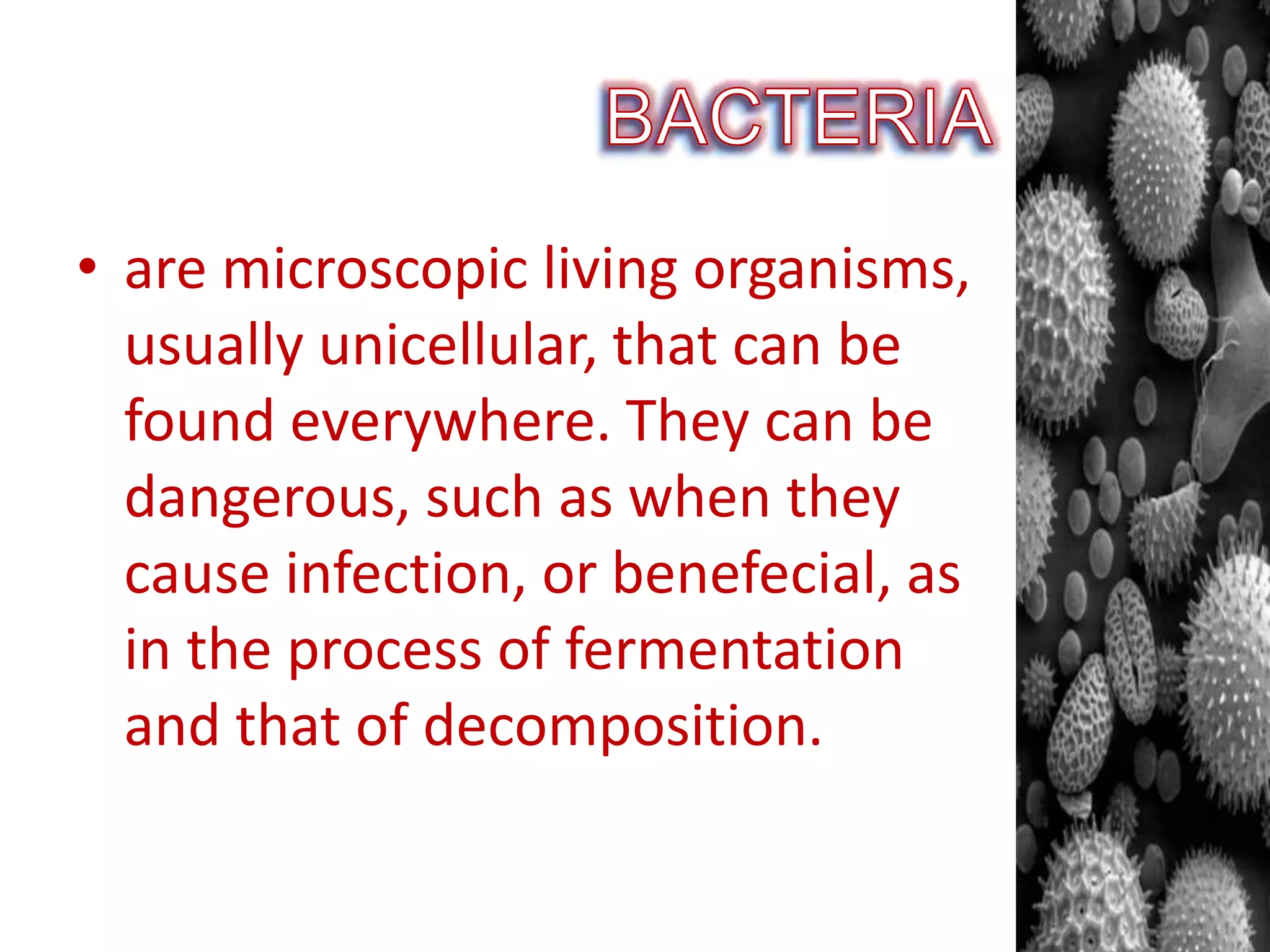 fungi, protists, bacteria-1.pptx