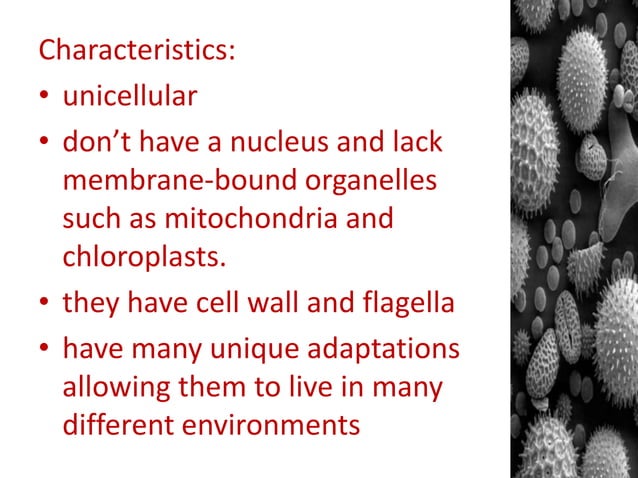 fungi, protists, bacteria-1.pptx