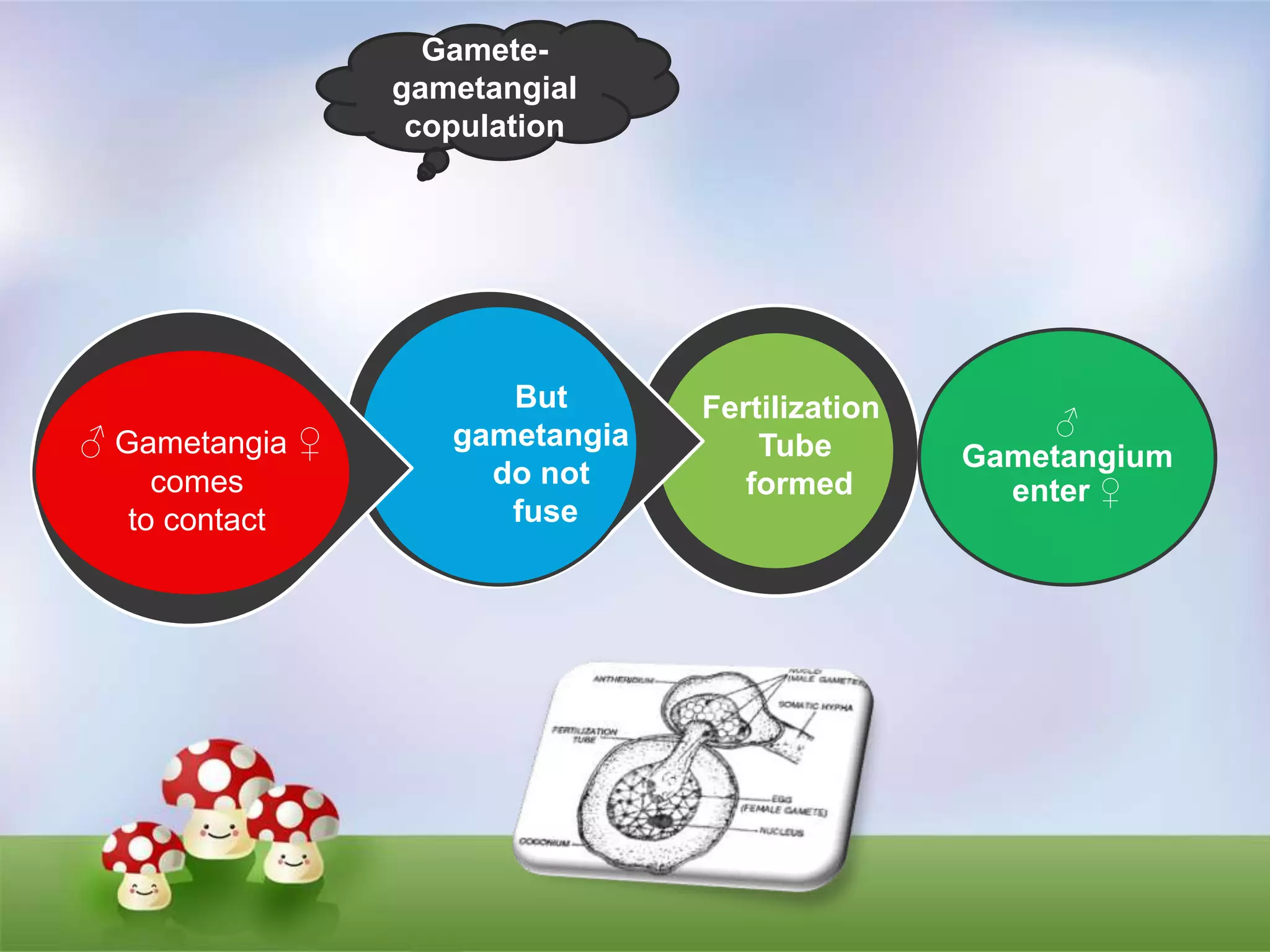 Fungi reproduction | PPTX