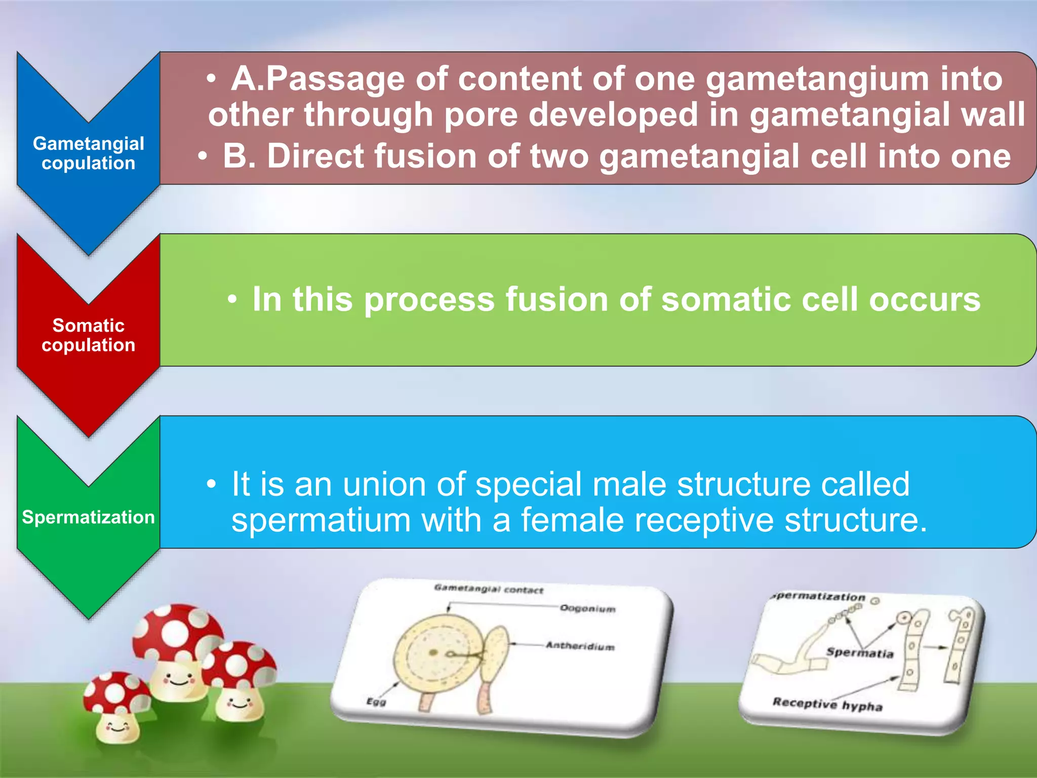 Fungi reproduction | PPTX