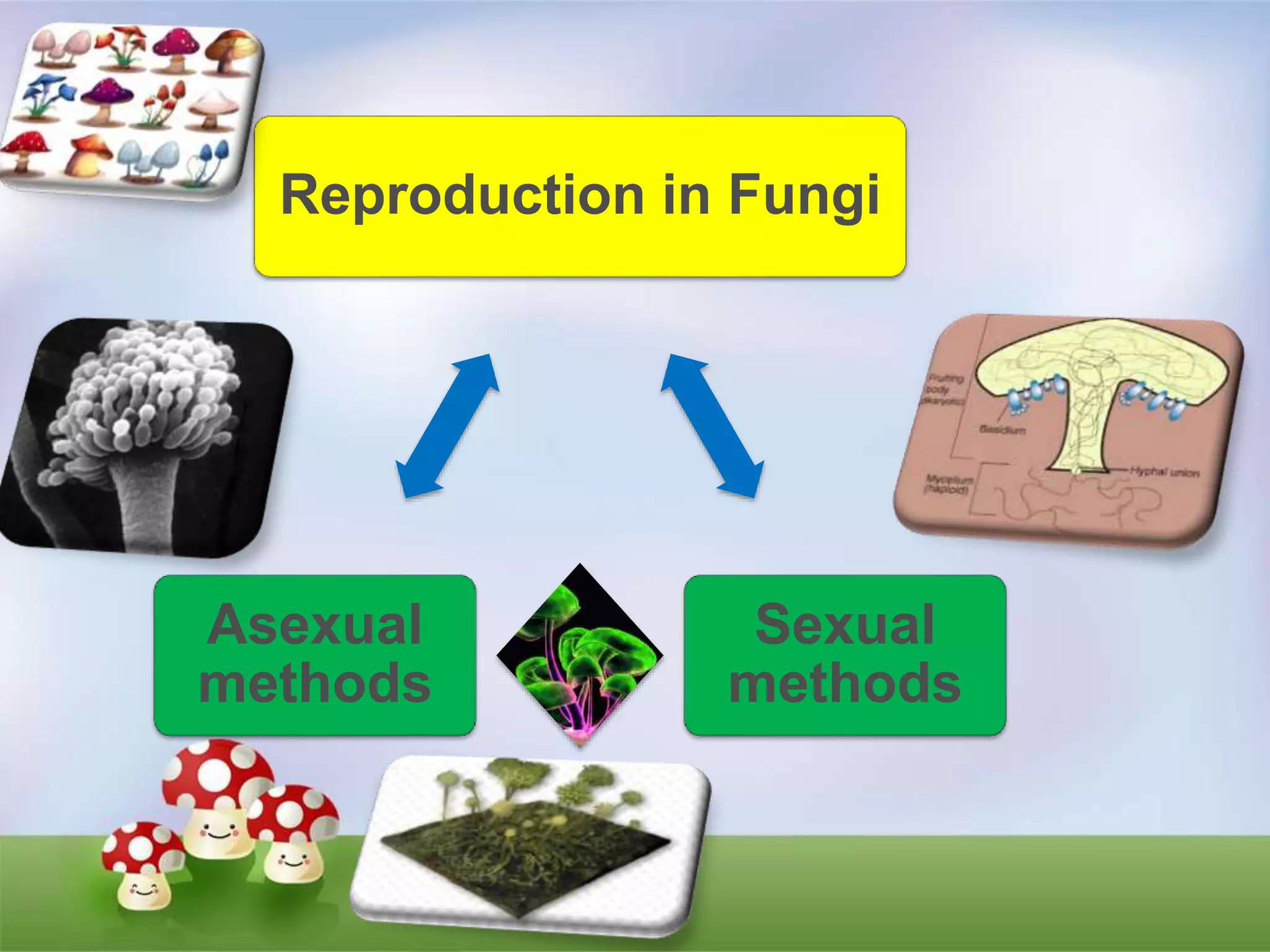 Fungi reproduction | PPTX
