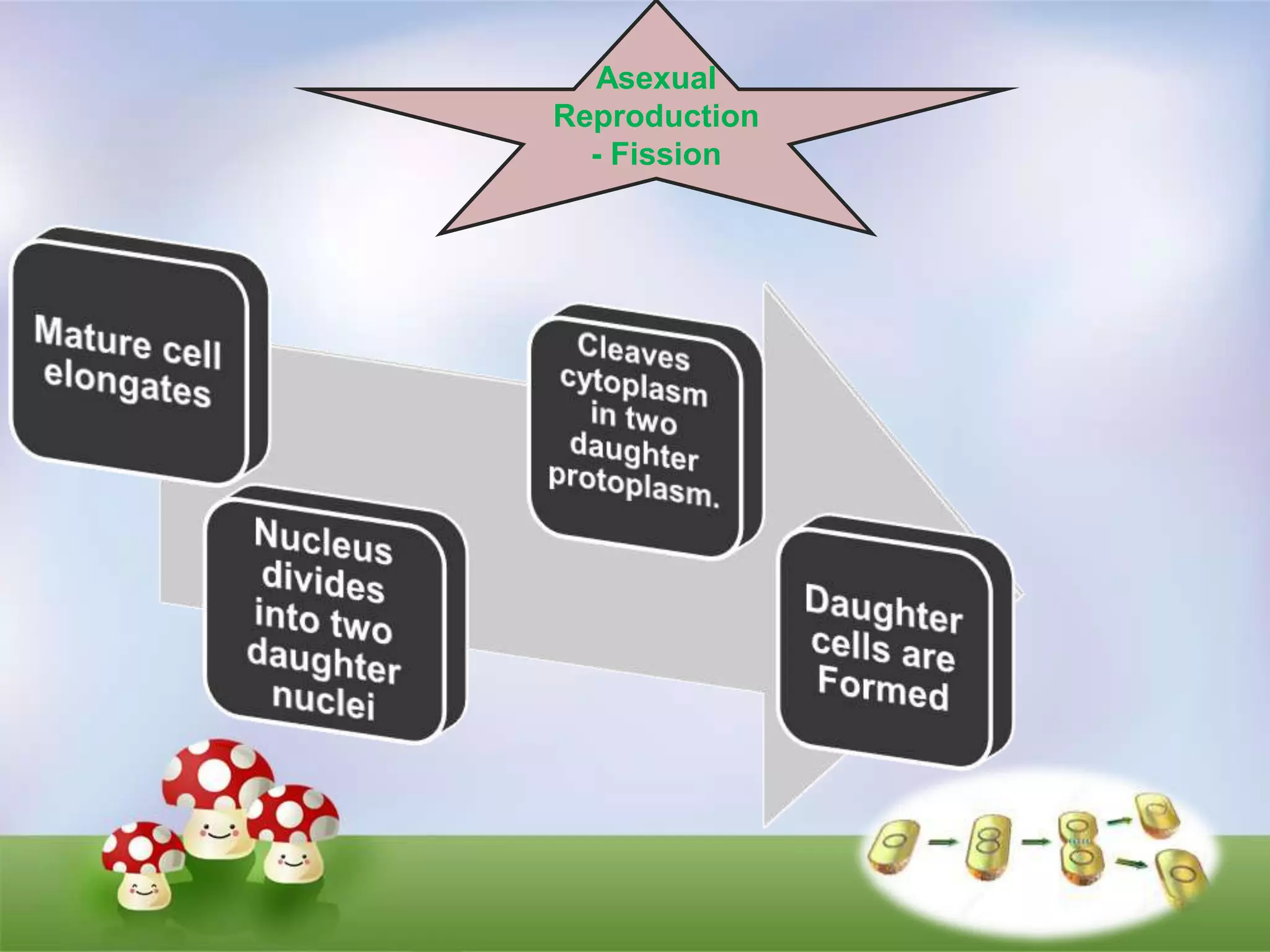 Fungi reproduction | PPTX