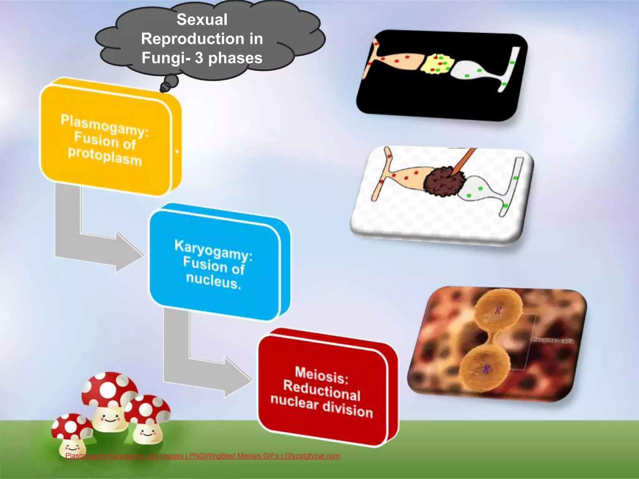 Fungi reproduction | PPTX
