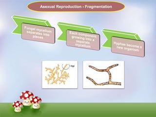 Fungi reproduction | PPTX