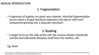 Fungi reproduction for college presentation | PPT