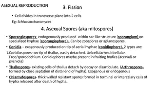 Fungi reproduction for college presentation | PPTX