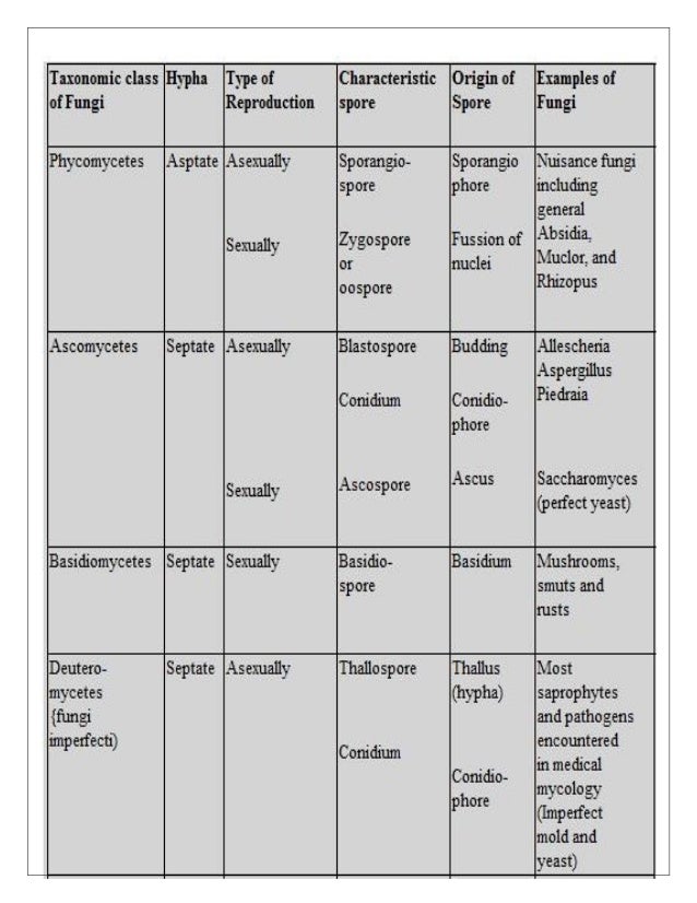 Classification Of Fungi Phycomycetes Ascomycetes