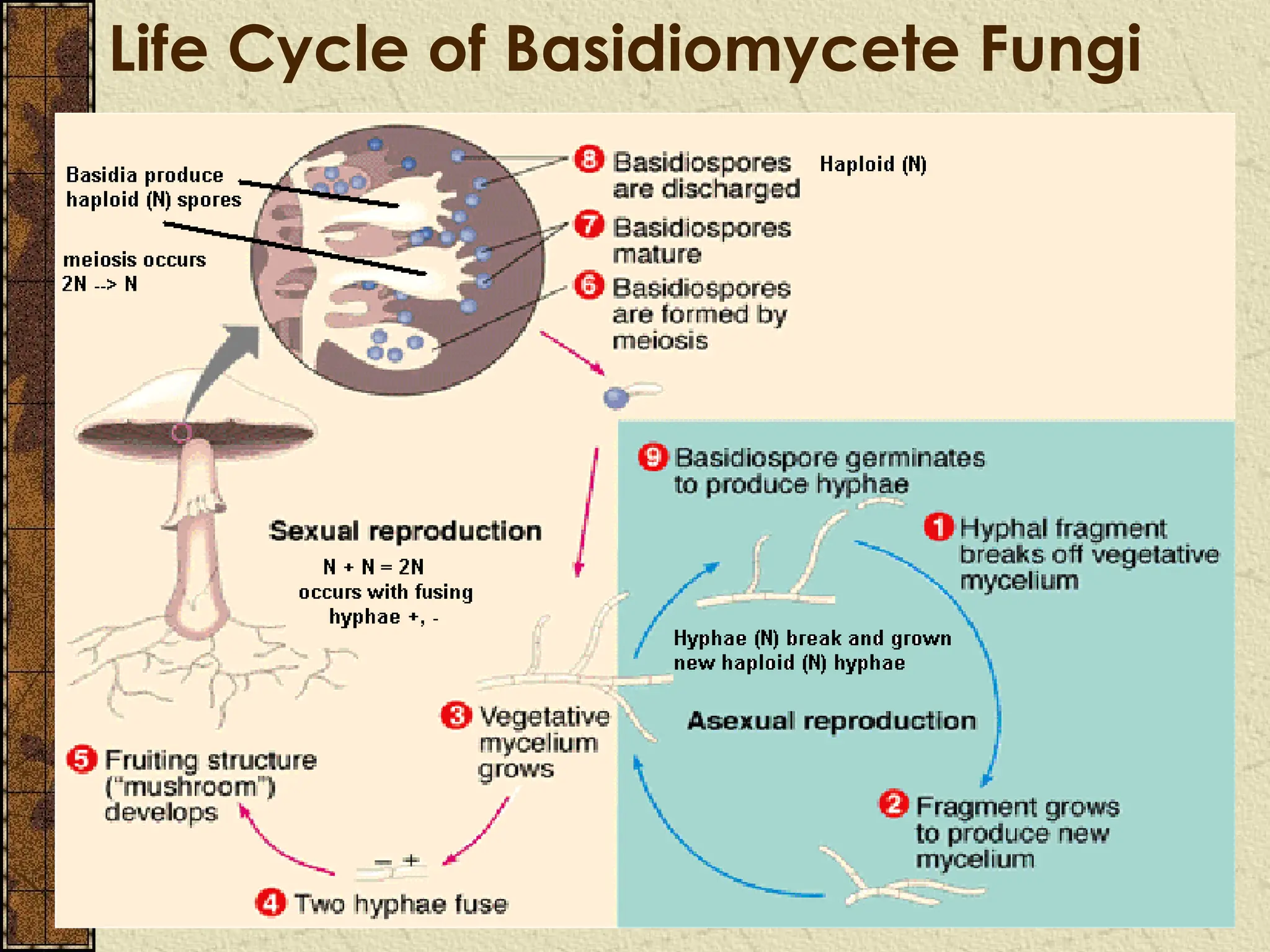 Different types of Fungi present Slides.ppt