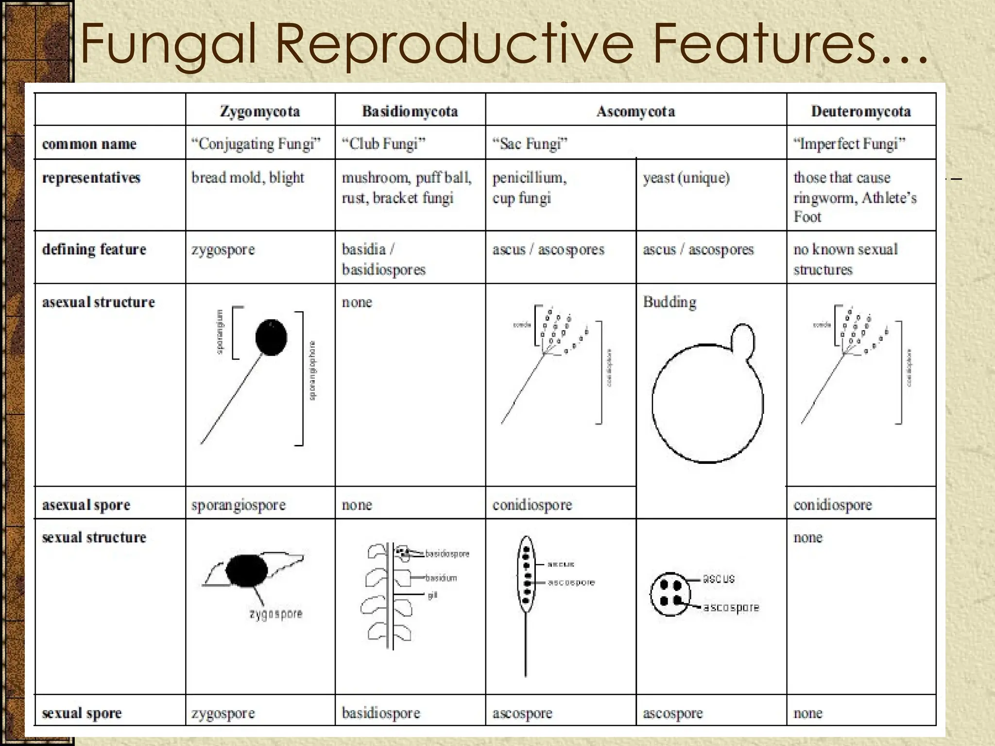Different types of Fungi present Slides.ppt