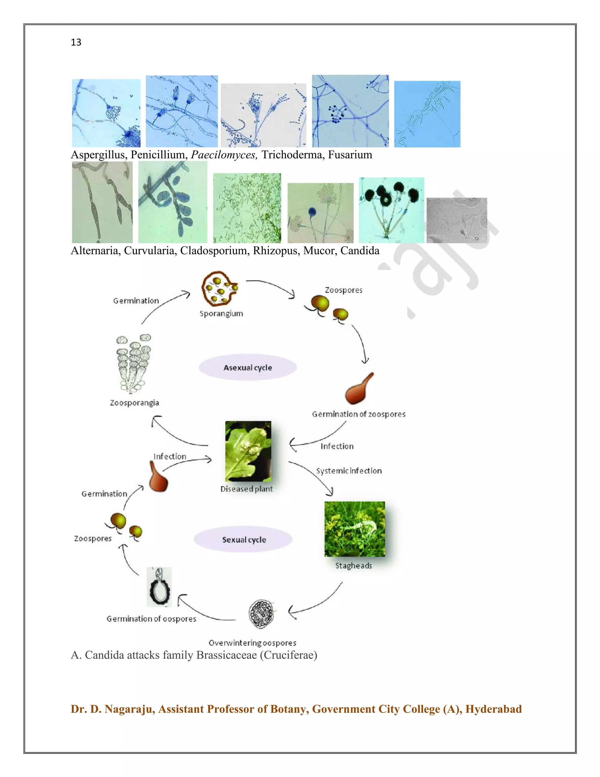 Fungi structure Reproduction Classification, Life cycles Bot coaching ...