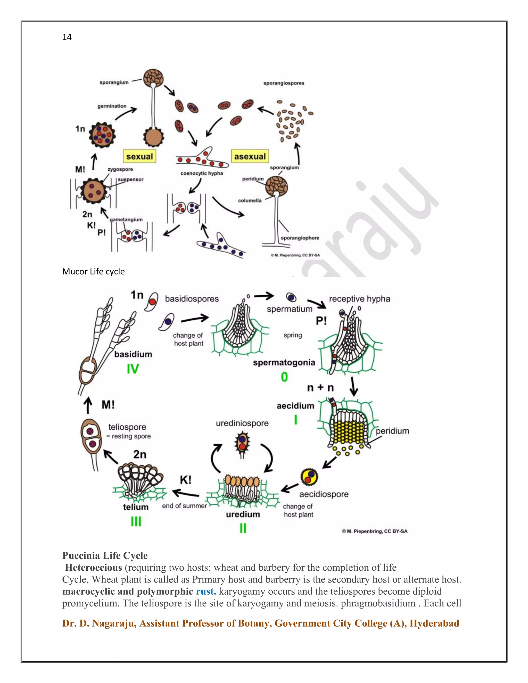 Fungi structure Reproduction Classification, Life cycles Bot coaching ...
