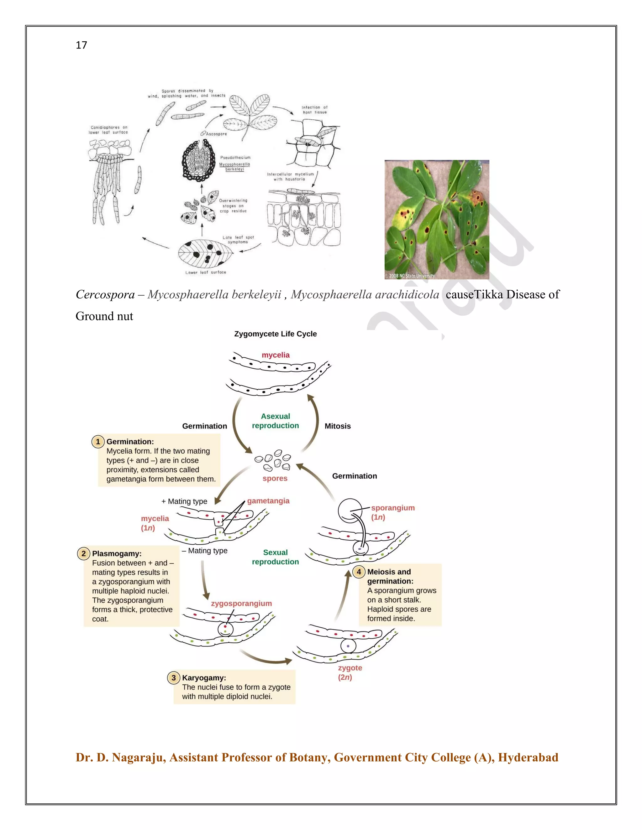 Fungi structure Reproduction Classification, Life cycles Bot coaching ...