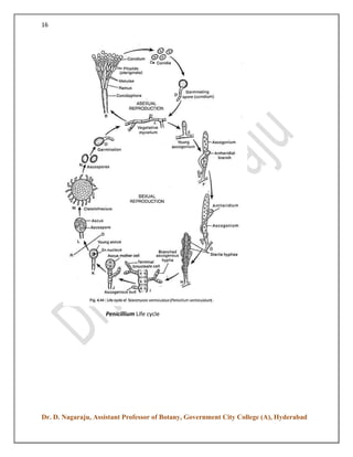 Fungi structure Reproduction Classification, Life cycles Bot coaching ...