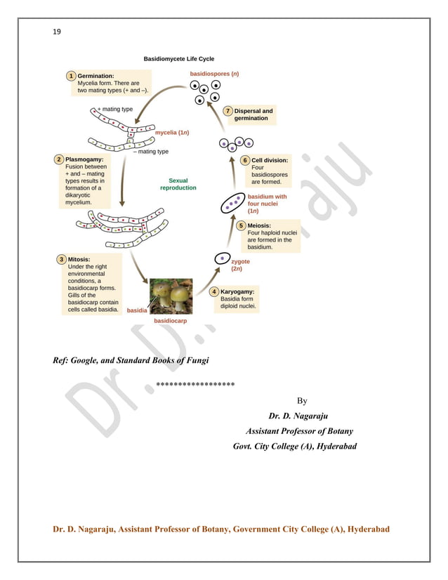 Fungi structure Reproduction Classification, Life cycles Bot coaching ...