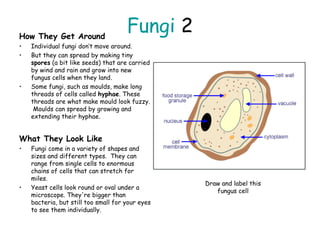 Fungi summary | PPT