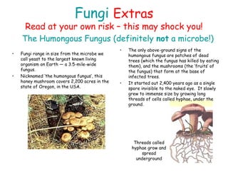 Fungi summary | PPT