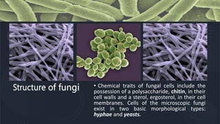 FUNGI pptx | PPTX | Biological Sciences | Science