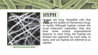 FUNGI pptx | PPTX | Biological Sciences | Science