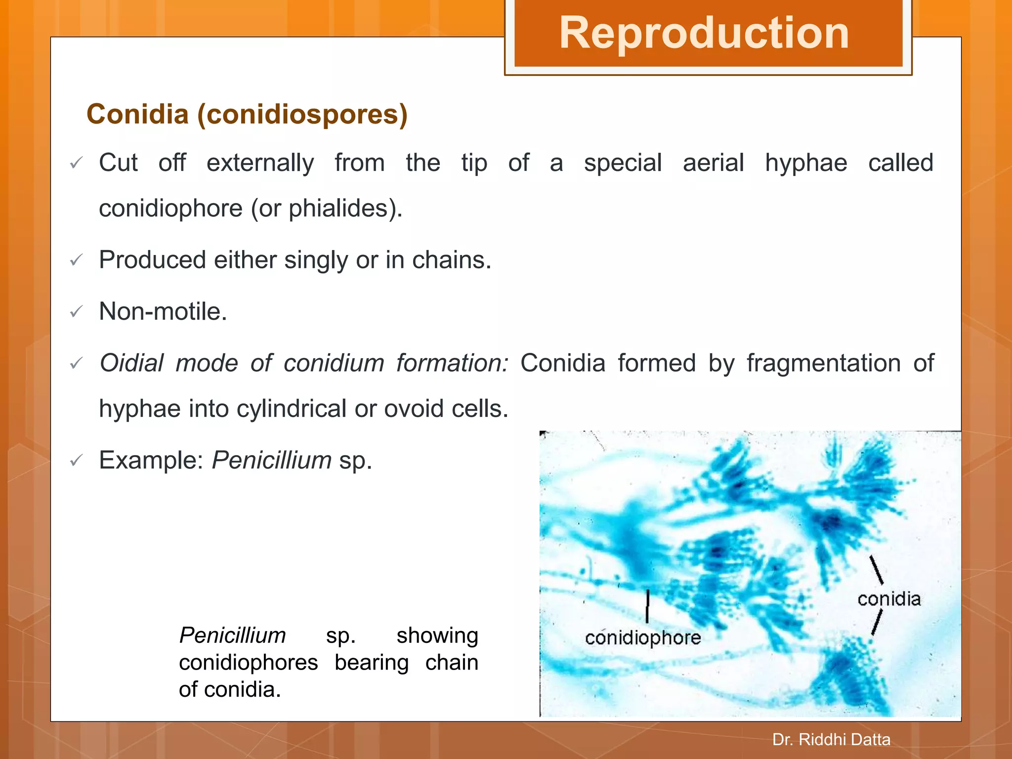 Introduction to the world of Fungi | PPT