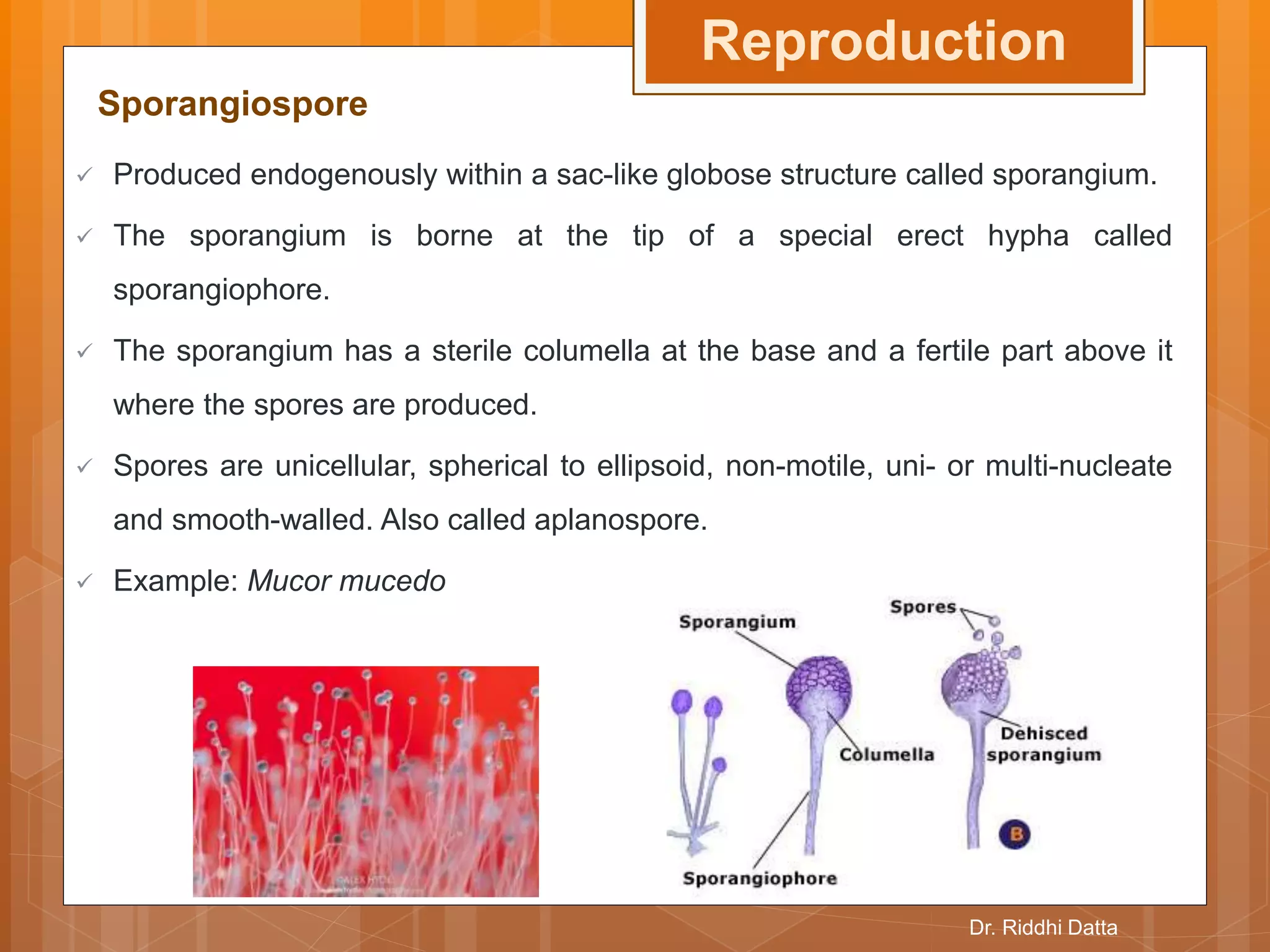 Introduction to the world of Fungi | PPT