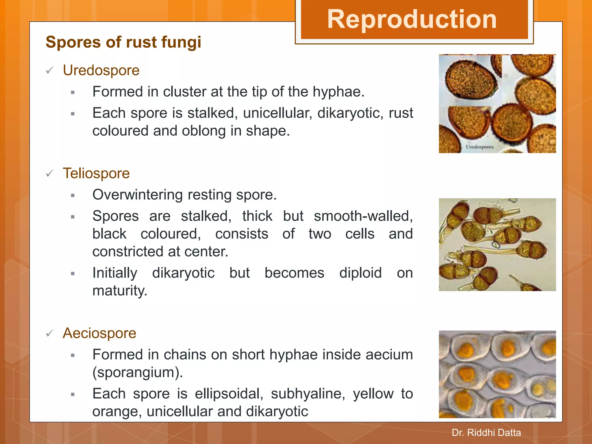 Introduction to the world of Fungi | PPT
