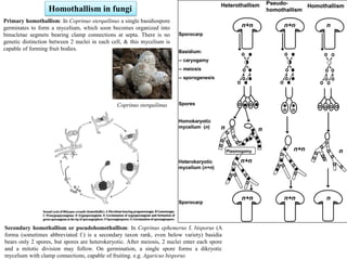 Fungi fungi fungi fungi fungi fungi fungi | PPT