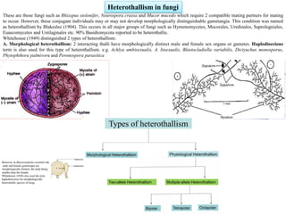Fungi fungi fungi fungi fungi fungi fungi | PDF