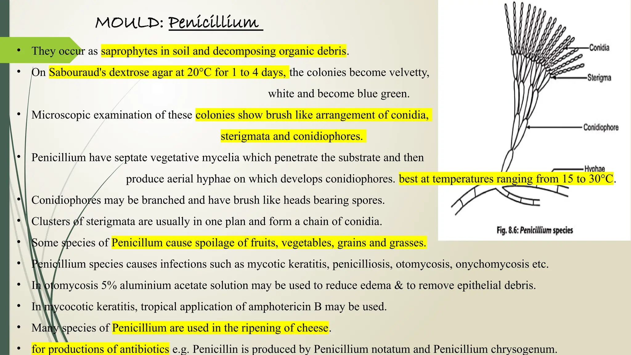 Fungi : CLASSIFICATION AND CULTIVATION.pptx