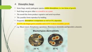 Fungi : CLASSIFICATION AND CULTIVATION.pptx