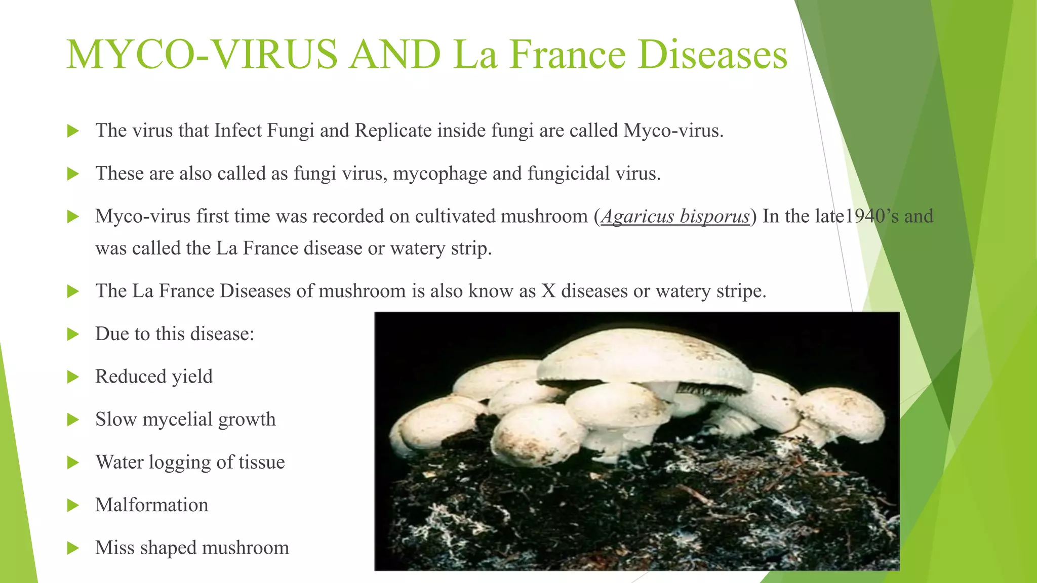 Fungi virus introduction | PPTX