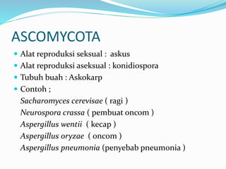 FUNGI wety.pptx