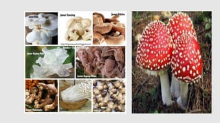 Fungi (x) | PPT