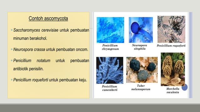 Materi Fungi Kelas X | PPTX