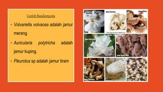 Materi Fungi Kelas X | PPTX