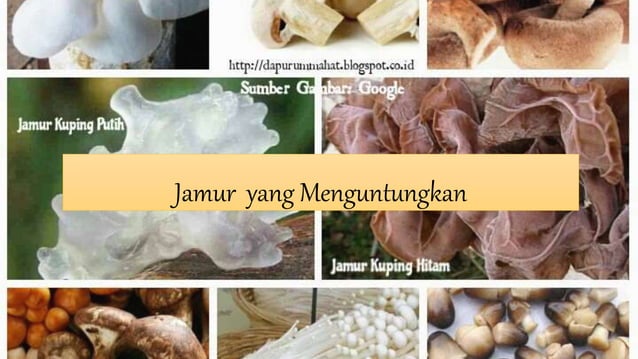 Materi Fungi Kelas X | PPTX