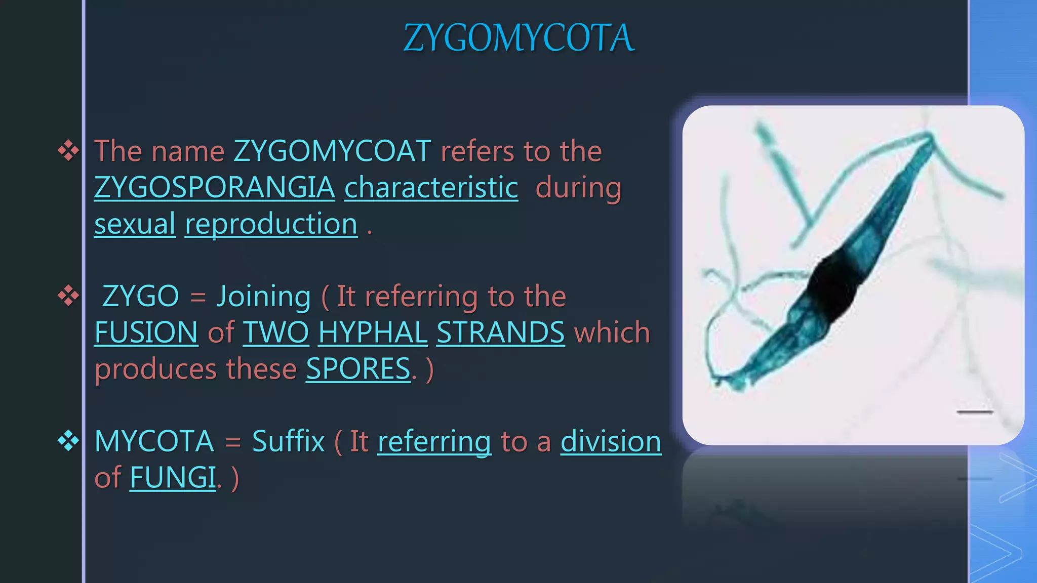 Fungi Zygomycota.ppt (T.Y. Bsc).pptx