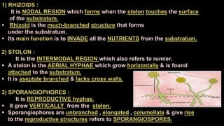 Fungi Zygomycota.ppt (T.Y. Bsc).pptx