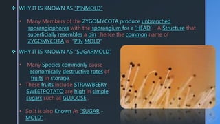 Fungi Zygomycota.ppt (T.Y. Bsc).pptx